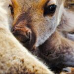 Dog Sledding and Animal Encounters Tour from Anchorage - What’s Included and What to Consider