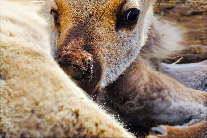 Dog Sledding and Animal Encounters Tour from Anchorage - What’s Included and What to Consider