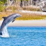 Dolphin and Nature Boat Excursion - Key Points