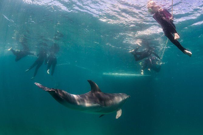 Dolphin and Seal snorkel adventure from Sorrento - An In-Depth Look at the Snorkel Adventure