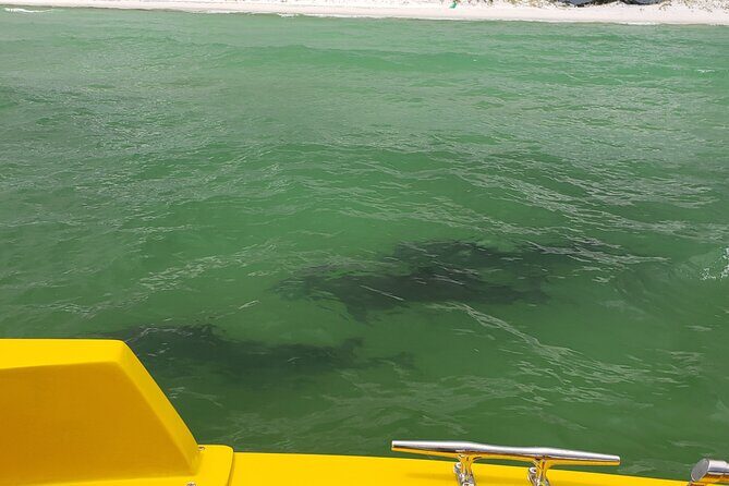 Dolphin and Sunset tour aboard the Hydro Rocket - What’s Included & What’s Not