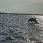 Dolphin cruise in Santa Rosa Beach - The Itinerary: What to Expect