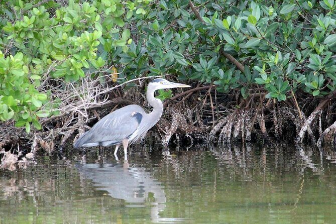 Dolphin Eco Cruise Nature Adventure in Cocoa Beach - Who Will Love This Experience?
