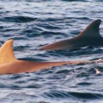 Dolphin Snorkel Tour - Why This Tour Offers Value for Money