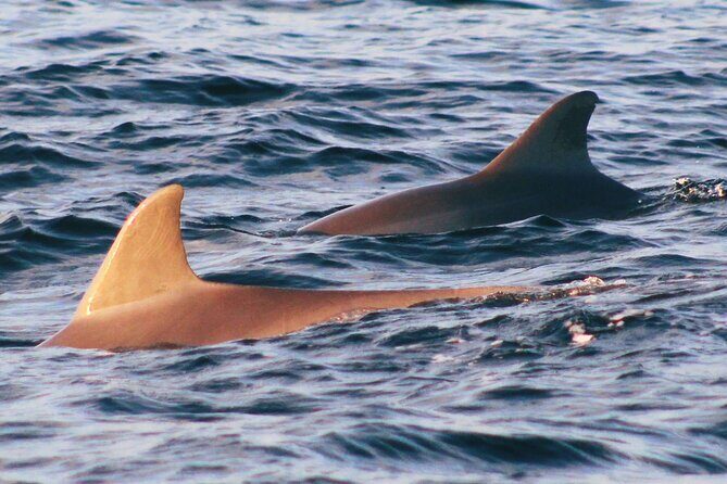 Dolphin Snorkel Tour - Why This Tour Offers Value for Money