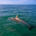 Dolphin & Snorkeling Key West - Detailed Breakdown of the Itinerary