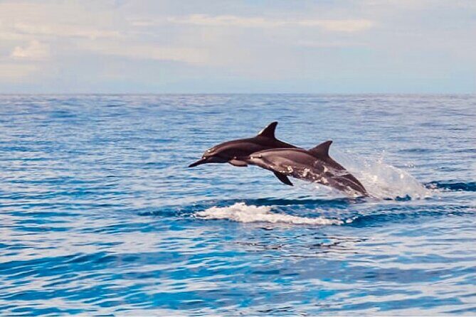 Dolphin Watching and Snorkeling on the West Coast of Oahu - How This Tour Balances Value and Authenticity