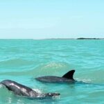 Dolphin watching by private boat from Isla Aguada - Authentic Insights from Past Travelers