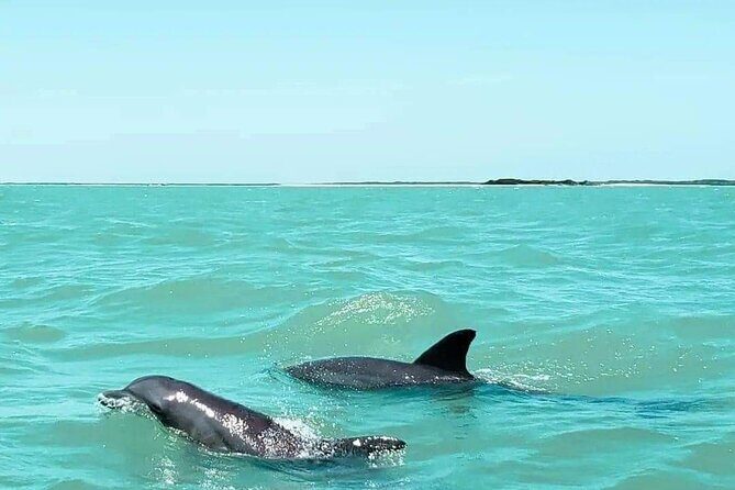 Dolphin watching by private boat from Isla Aguada - Authentic Insights from Past Travelers