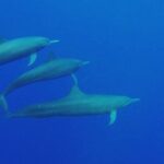Dolphin Watching in Puerto Escondido - The Small Group Experience and Guided Expertise