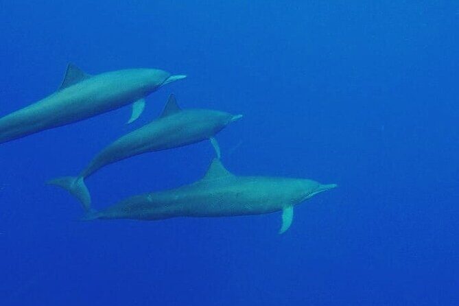 Dolphin Watching in Puerto Escondido - The Small Group Experience and Guided Expertise