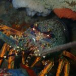 Double Boat Dive with Equipment - Final Thoughts: Is It Worth It?