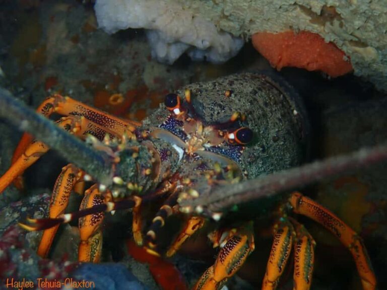 Double Boat Dive with Equipment - Final Thoughts: Is It Worth It?