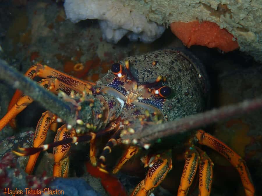 Double Boat Dive with Equipment - Final Thoughts: Is It Worth It?