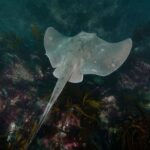 Double Shore Dive with Equipment - What to Expect on Your Dives