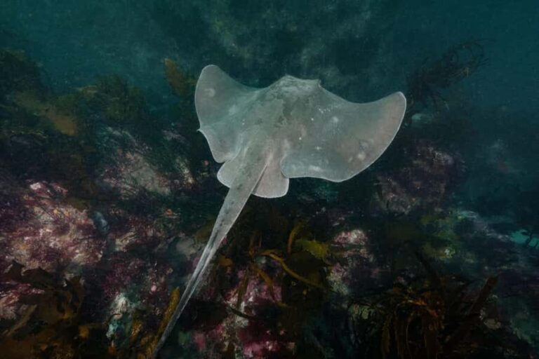 Double Shore Dive with Equipment - What to Expect on Your Dives