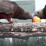 Dunedin City Highlights, Otago Peninsula Scenery & a Guided Penguin Reserve Tour - Deep Dive into the Itinerary