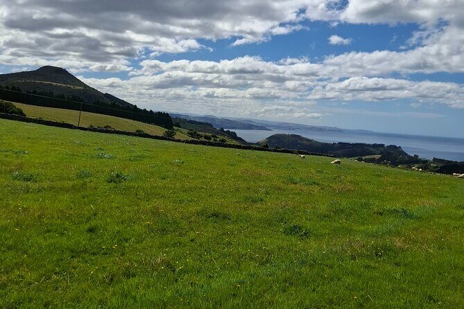 Dunedin & North Otago Scenic & Wildlife Tour - Authentic Experiences and Hidden Gems
