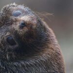 Dunedin: Otago Peninsula Clearwater Wildlife Tour - The Experience in Detail