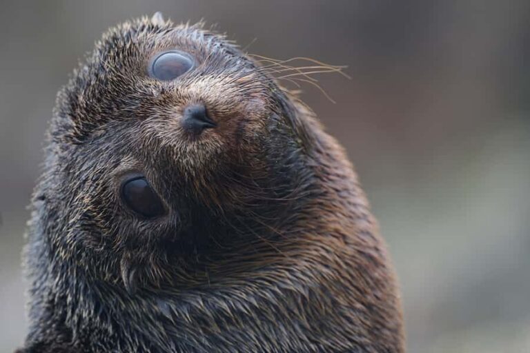 Dunedin: Otago Peninsula Clearwater Wildlife Tour - The Experience in Detail