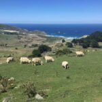 Dunedin: Otago Peninsula with Guided Penguin Reserve Tour - Who Is This Tour Ideal For?