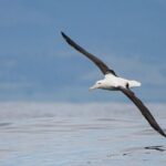 Dunedin Private Fullday Tour - Who Will Love This Tour?