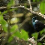 Dunedin: Wildlife and Penguin Tour - An in-depth look at the Dunedin Wildlife & Penguin Tour