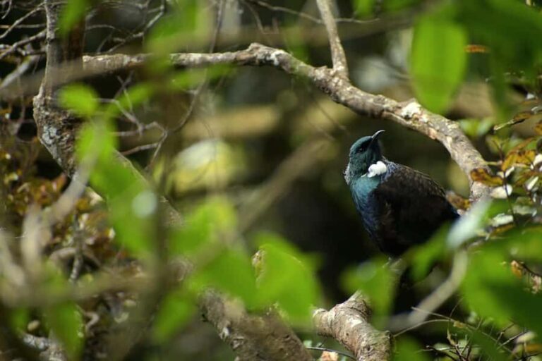 Dunedin: Wildlife and Penguin Tour - An in-depth look at the Dunedin Wildlife & Penguin Tour