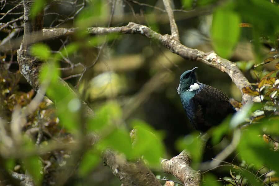 Dunedin: Wildlife and Penguin Tour - An in-depth look at the Dunedin Wildlife & Penguin Tour