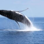 Dunsborough: Whale Watching Tour - Authentic Experiences from Passengers