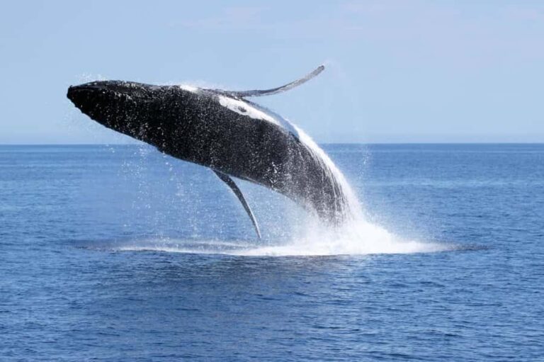 Dunsborough: Whale Watching Tour - Authentic Experiences from Passengers