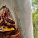 Dwellingup: Guided Hike and Scenic Train Ride with Lunch - A Deep Dive into the Experience