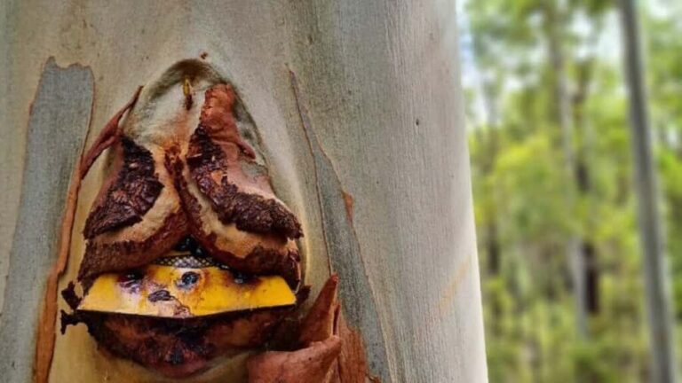 Dwellingup: Guided Hike and Scenic Train Ride with Lunch - A Deep Dive into the Experience