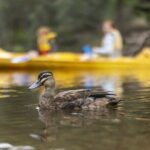 Dwellingup: Paddle and Picnic self-guided tour - Detailed Breakdown of the Tour Components