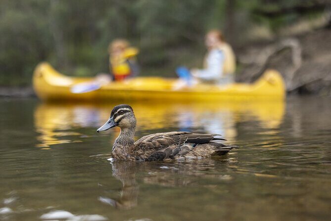 Dwellingup: Paddle and Picnic self-guided tour - Detailed Breakdown of the Tour Components