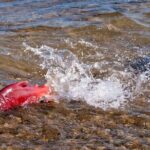 E-Bike Salmon Adventure - Why This Tour Works