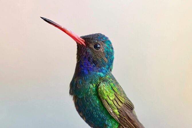 Early Birdwatching Eco City Tour Exper. + 2 Locations & Breakfast - Practical Details and Value Analysis