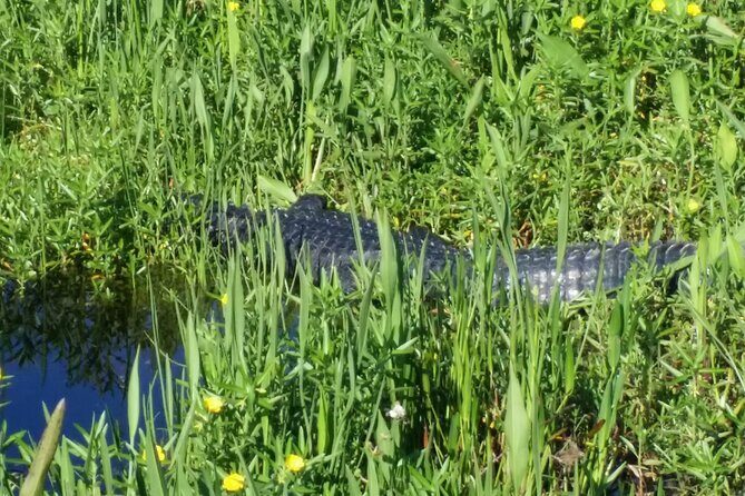 Eco Adventure Scenic Wildlife Boat Cruise - Who Should Book This Experience?