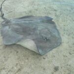 Eco Kayak Excursion in Moorea Lagoon for a Day - The Itinerary: What to Expect