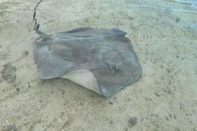 Eco Kayak Excursion in Moorea Lagoon for a Day - The Itinerary: What to Expect