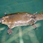 Eco Wildlife Two-Day Tour  Platypus & Kangaroos - Logistics and Practical Considerations