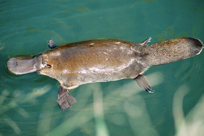Eco Wildlife Two-Day Tour  Platypus & Kangaroos - Logistics and Practical Considerations