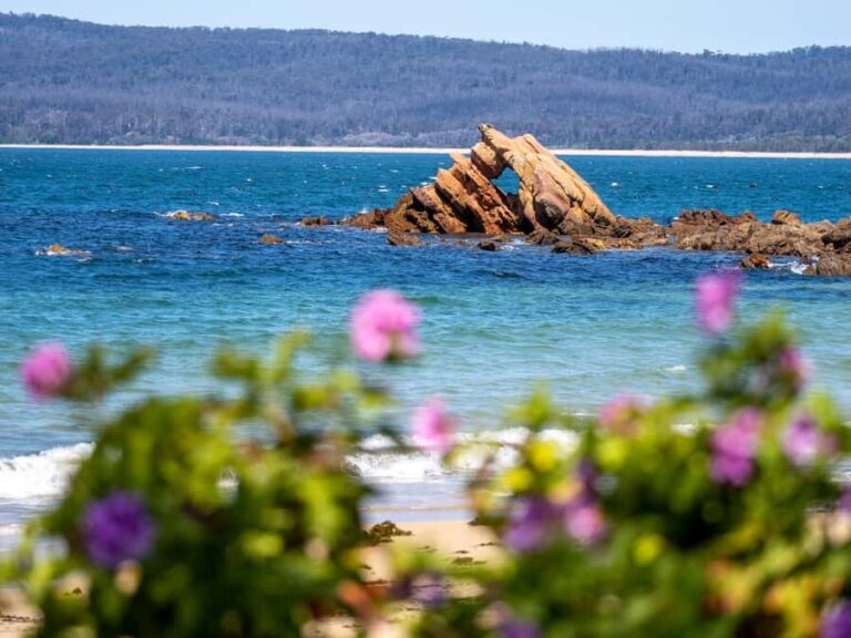 Eden: 2-Hour Highlights Tour, Nature, Beaches and Lookouts - An In-Depth Look at the Eden Highlights Tour