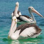 Eden: Sapphire Coast 4 Hour Shore Excursion - Exploring Eden and Its Surroundings
