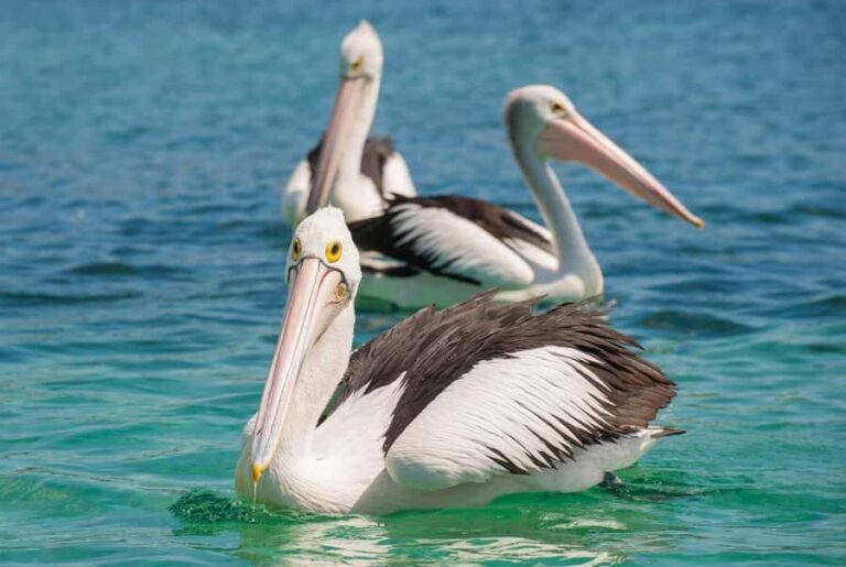 Eden: Sapphire Coast 4 Hour Shore Excursion - Exploring Eden and Its Surroundings