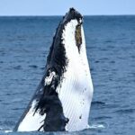 Educational Whale Watching Tour from Perth - The Voyage: What You Might Expect