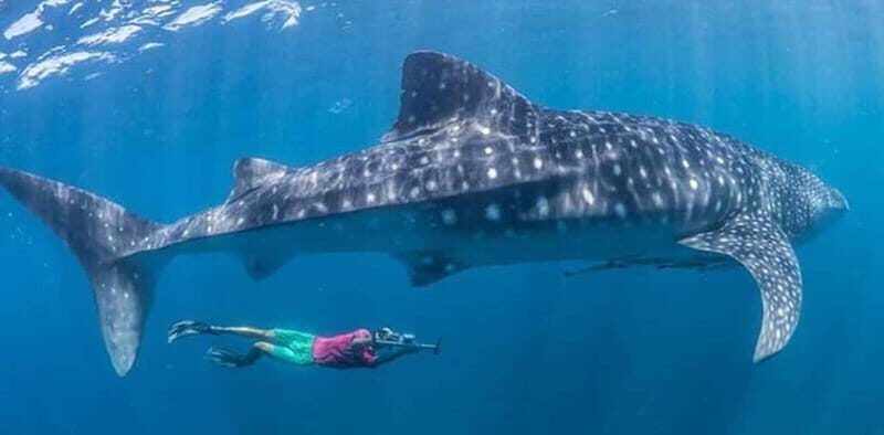 El Cabo: Incredible Private Tour to Espiritu Santo - Practical Details and Value