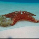 El Cielo Tour with Reef Snorkeling from Cozumel - Is This Tour Worth the Price?