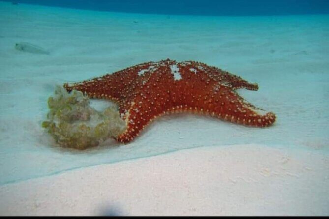 El Cielo Tour with Reef Snorkeling from Cozumel - Is This Tour Worth the Price?