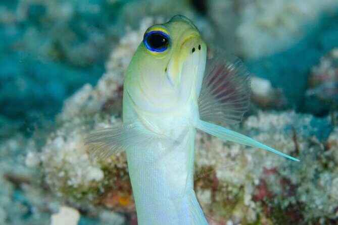 Set out on a Professional and Passionate Scuba Diving Adventure!" - The Sum Up